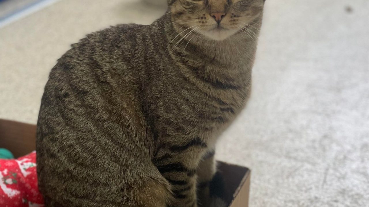 Mommy Molly | The Ark Pope Memorial Animal Shelter