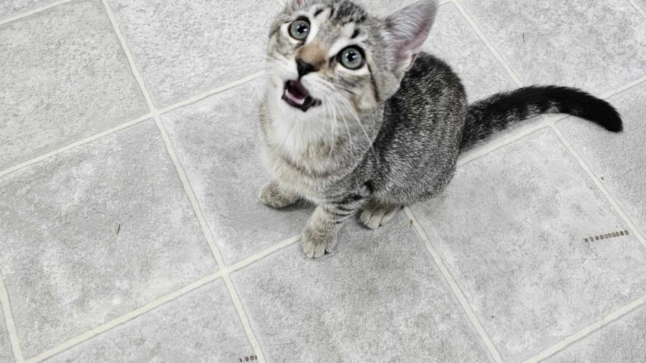 Plankton & Squidward | The Ark Pope Memorial Animal Shelter