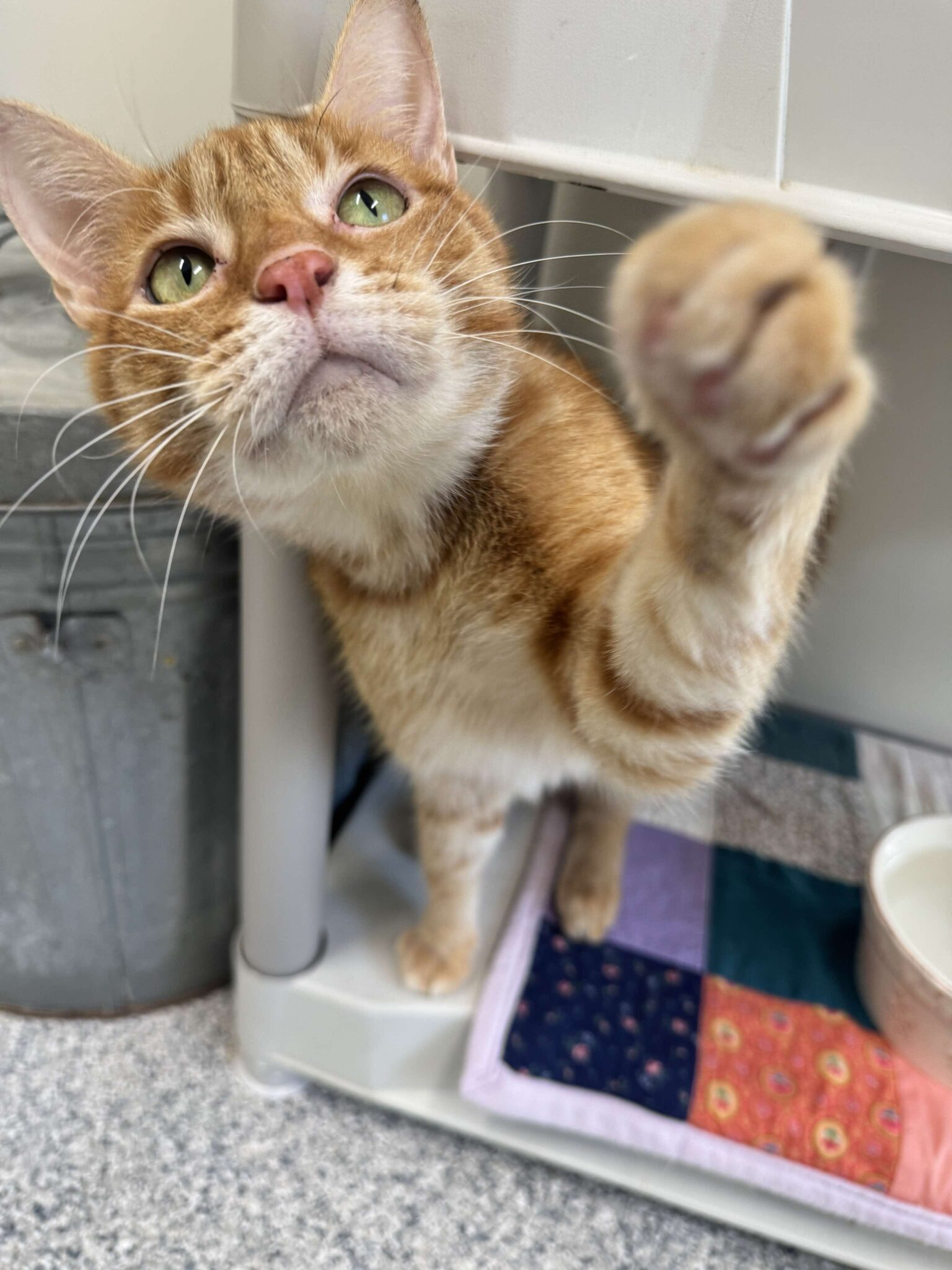 Thank You, Donors! | The Ark Pope Memorial Animal Shelter